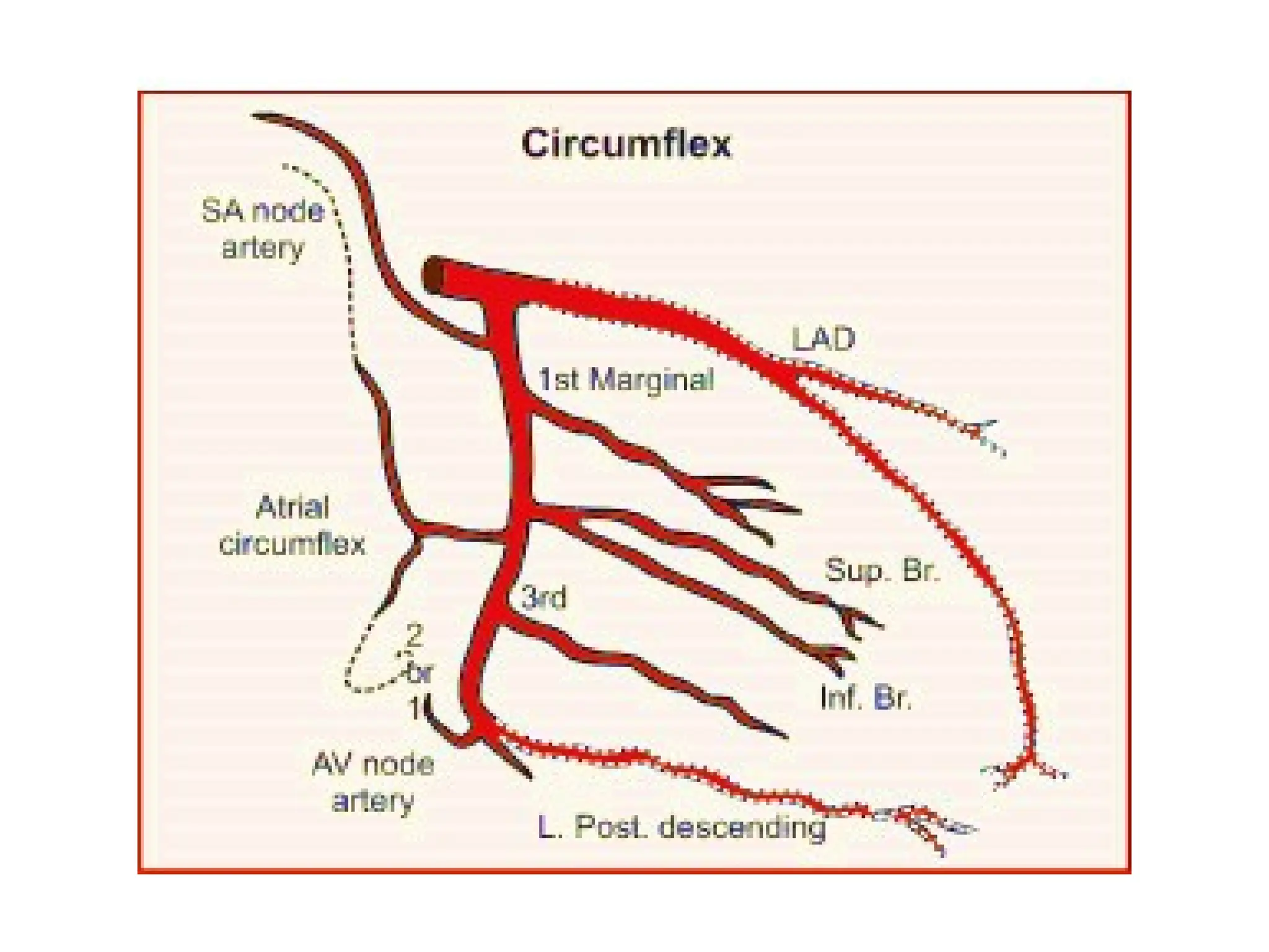 Coronary circulation - LAD, LCX and RCA.pptx