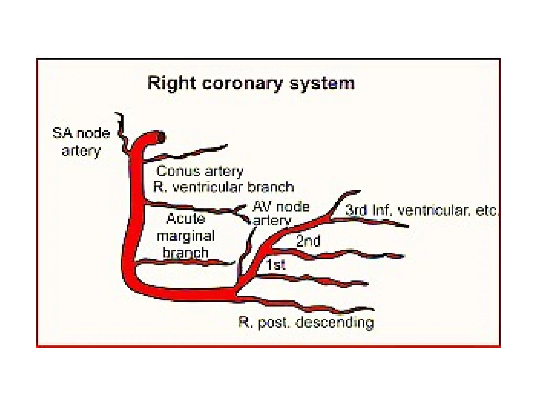 Coronary circulation - LAD, LCX and RCA.pptx