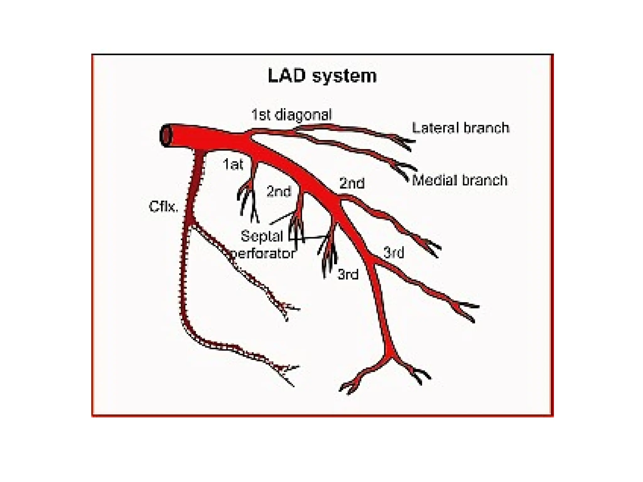 Coronary circulation - LAD, LCX and RCA.pptx