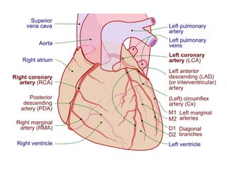 Coronary circulation - LAD, LCX and RCA.pptx