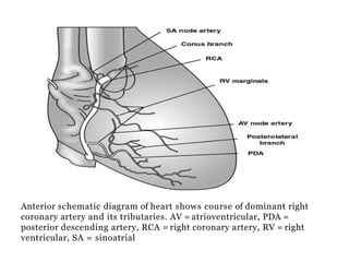 coronary arterial and venous circulation.pptx