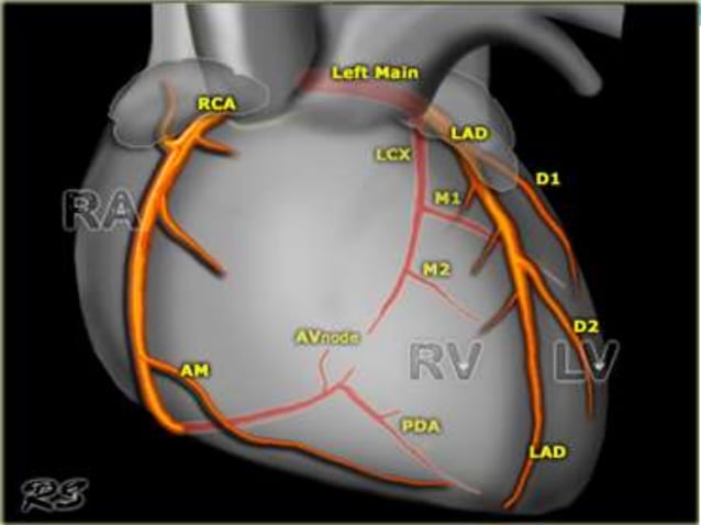Coronary circulation 14 10-14 | PPT