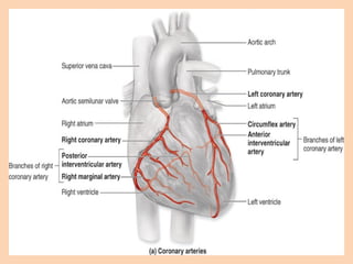 coronary circulation ppt bsc hsrg is dha | PPT