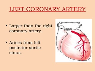 coronary circulation ppt bsc hsrg is dha | PPTX