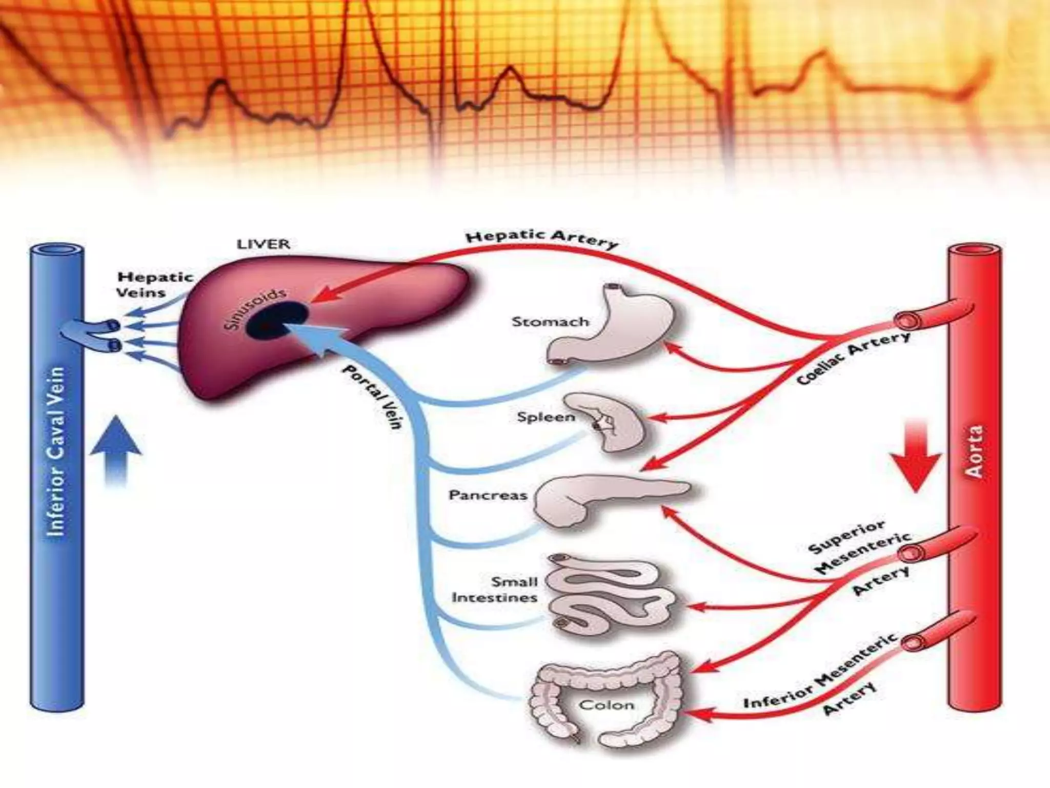 Coronary,Splanchnic,pulomonary, systemic & Cerebral Circulation | PPTX