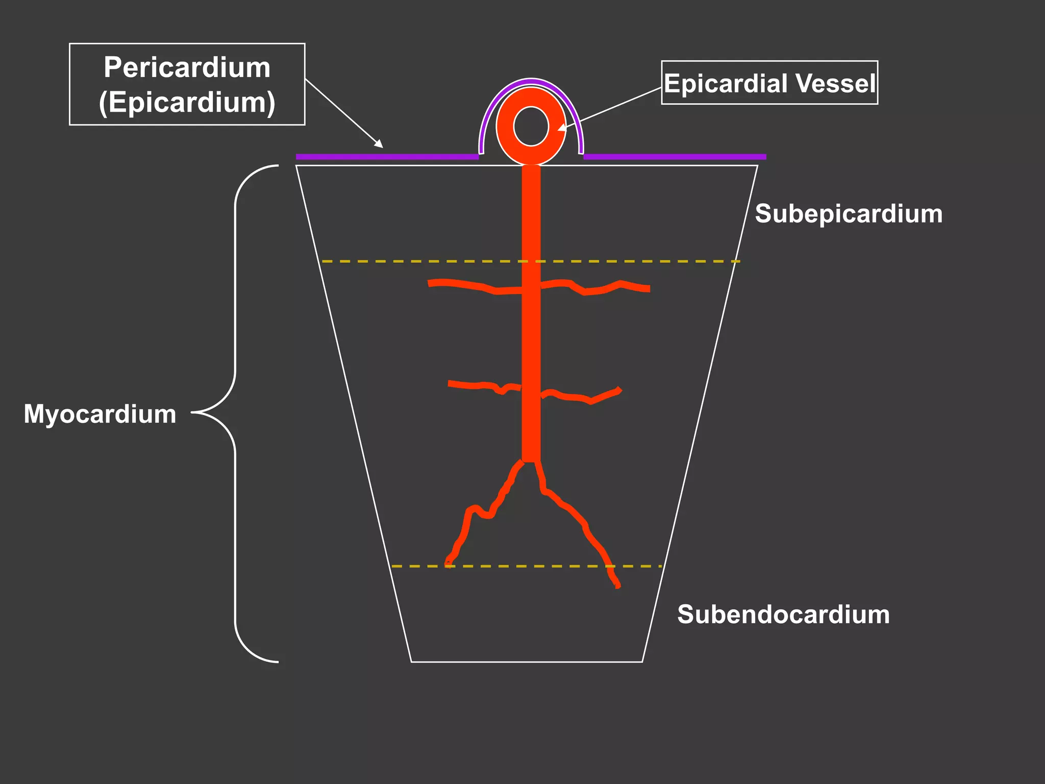 Coronary circuln 07 02-2012 | PPTX