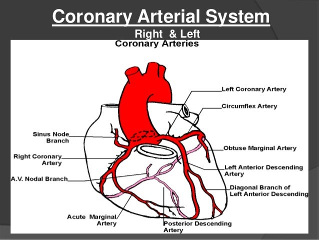 Coronary circuln 07 02-2012
