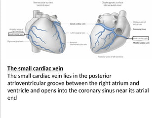 Journal - Anatomy of the coronary sinus.pptx