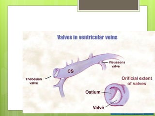 Coronary sinus anatomy | PPTX