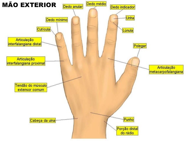 Corpo humano