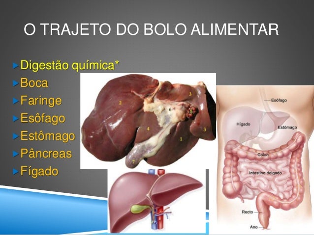 Corpo humano 8o ano sistema digestório parte 2