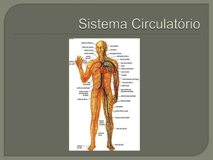 Guia Completo Dos Sistemas Do Corpo Humano Veja Todos