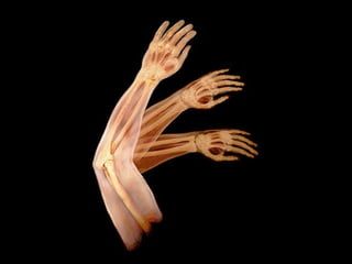 Corps Humain Translucide 281 | PPT