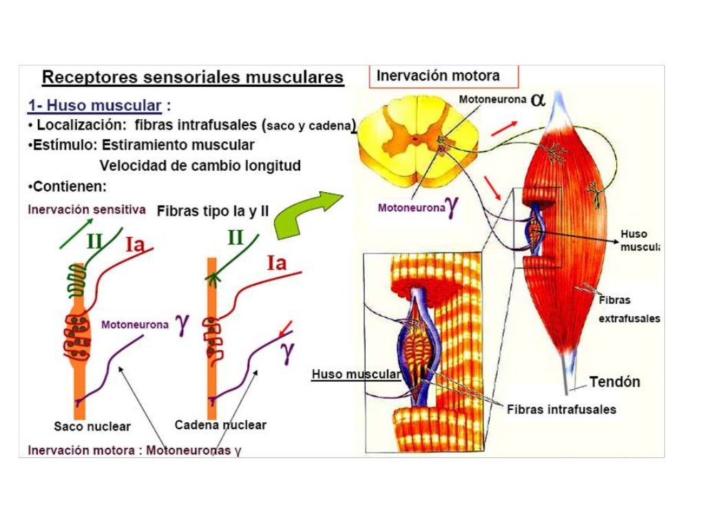 Corpúsculos de pacini