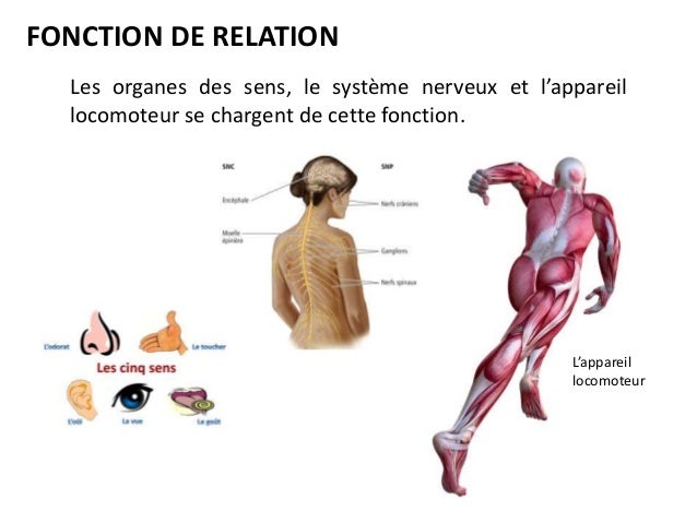Corps humain. lucía cazorla, nico, marcos, victor, joaquin