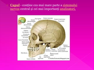 corpul uman | PPTX