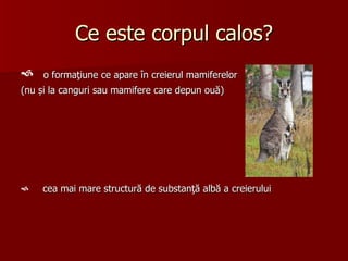 Corpul calos | PPT