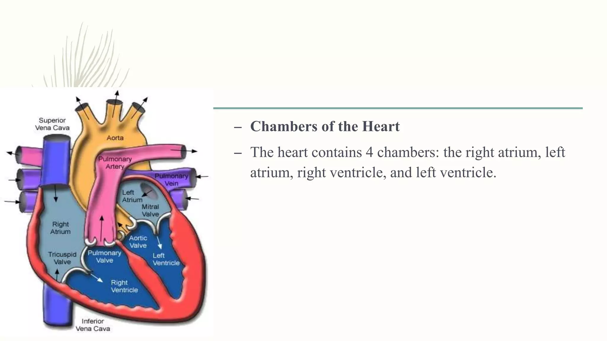 Cor pulmonale | PPTX