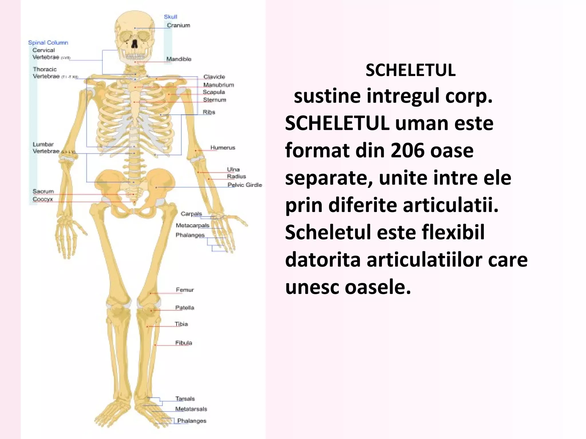 Corpul omenesc 2 | PPT