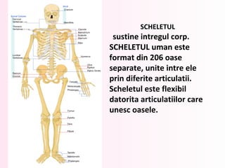Corpul omenesc 2 | PPT
