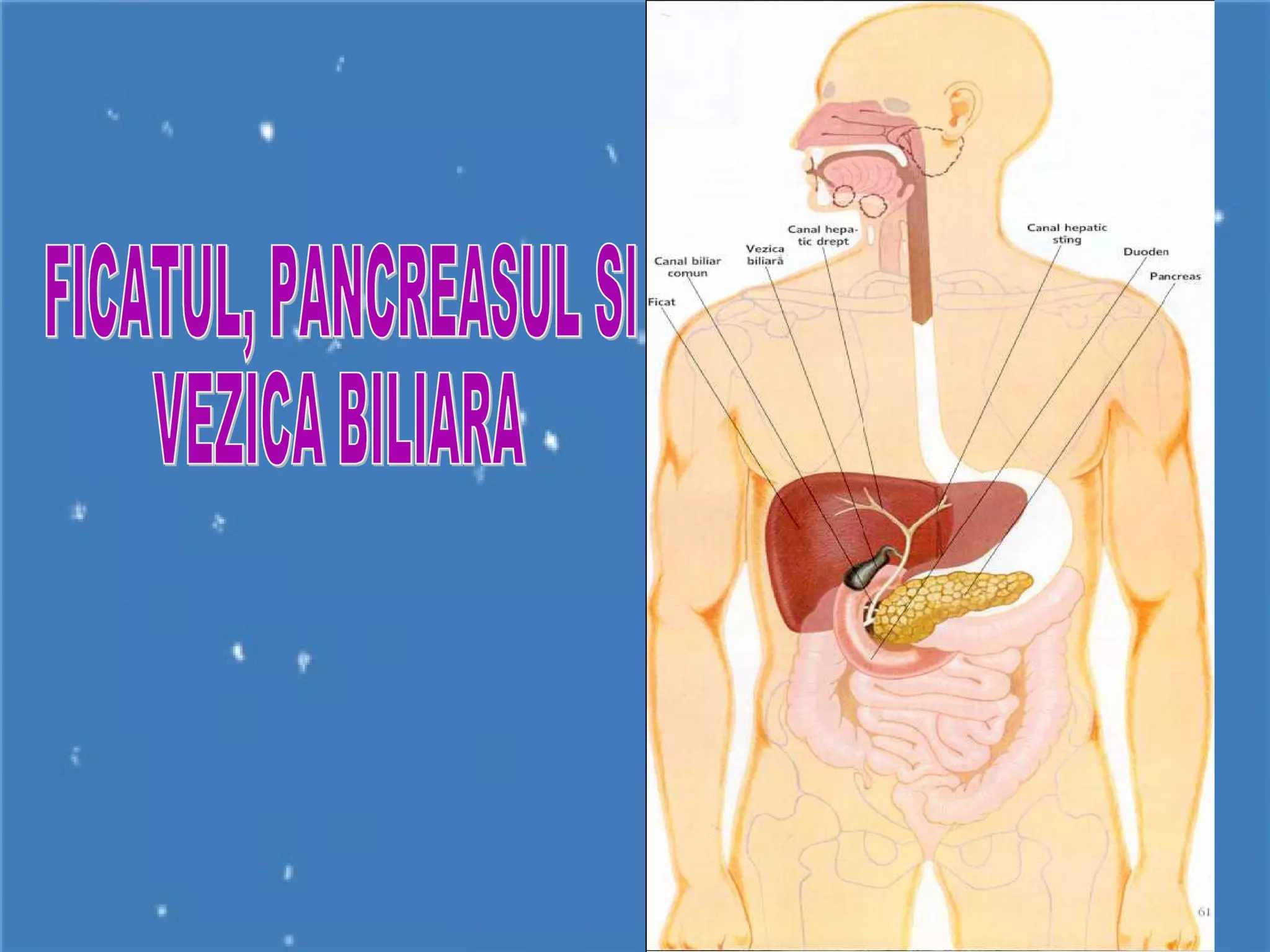 Corpul omenesc organe interne | PPT