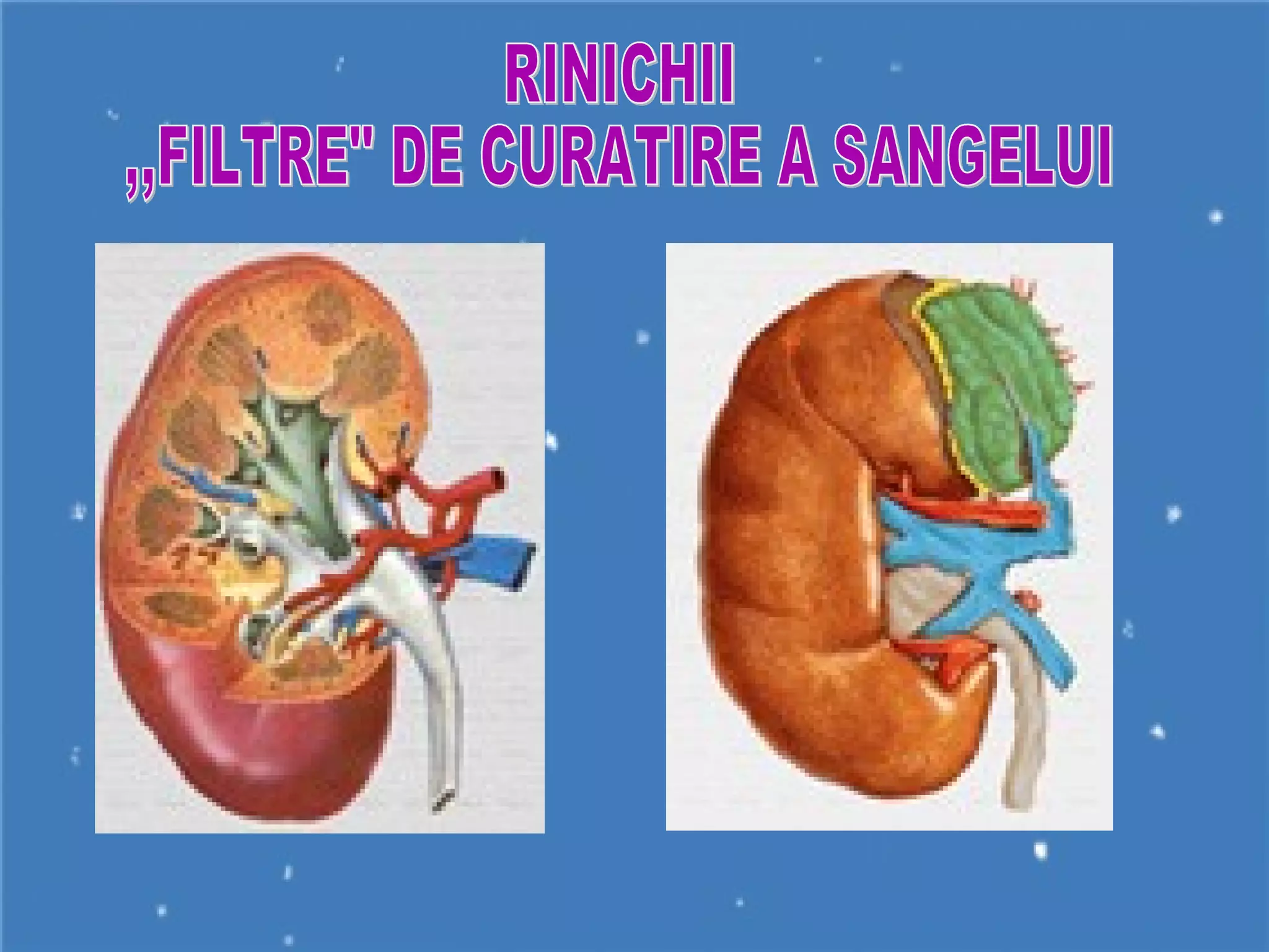 Corpul omenesc organe interne | PPT