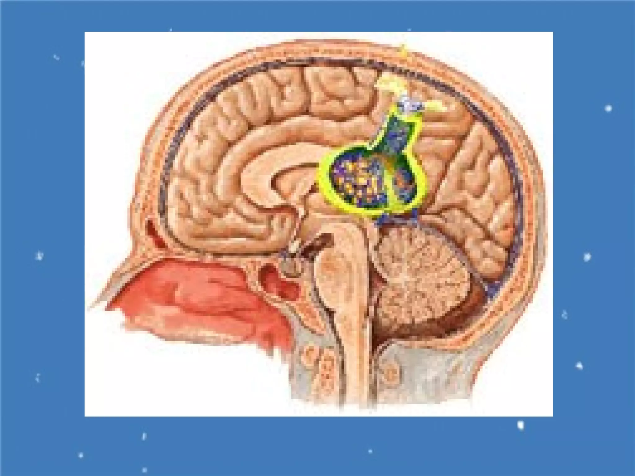 Corpul omenesc organe interne | PPT