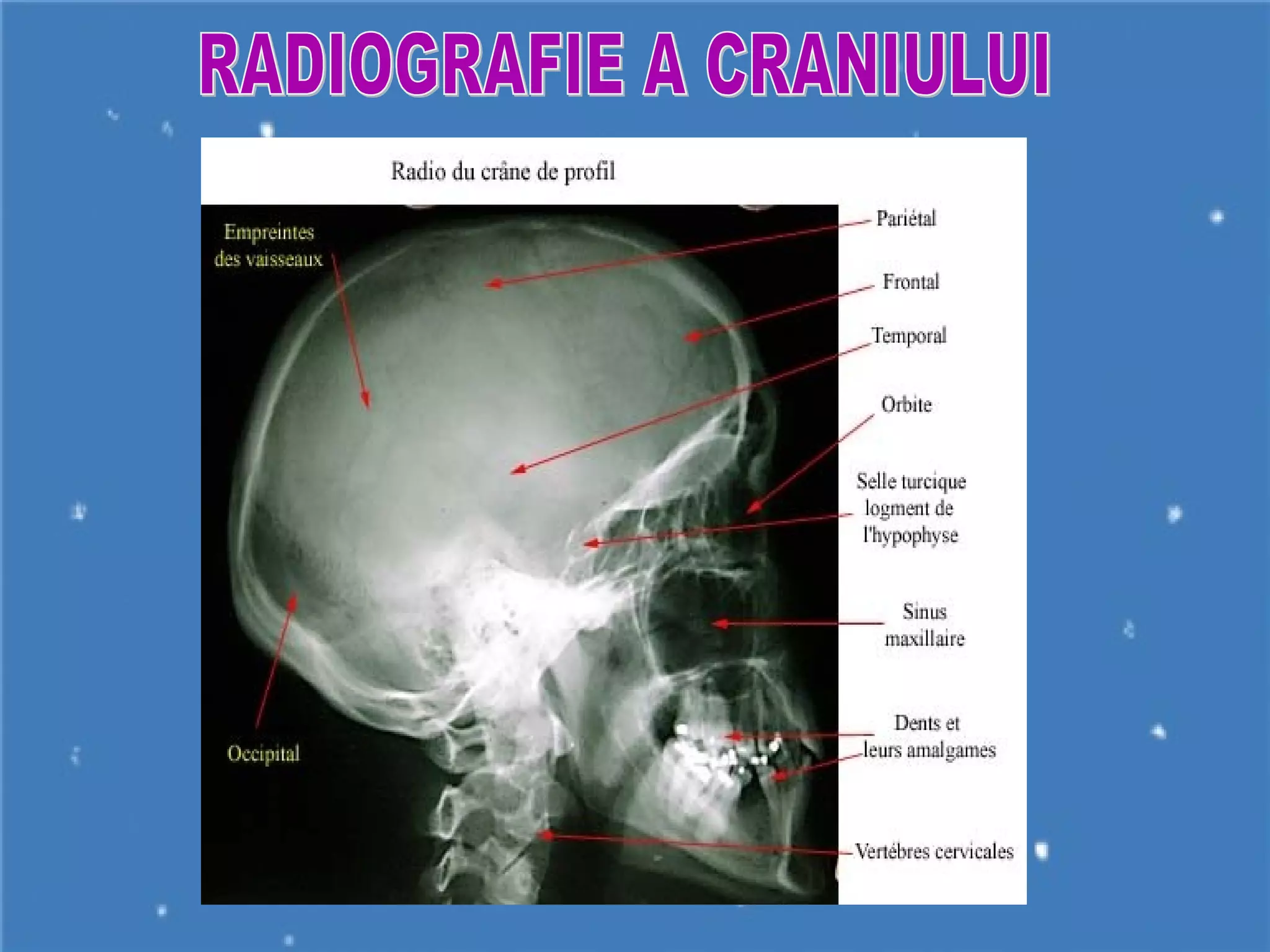 Corpul omenesc organe interne | PPT