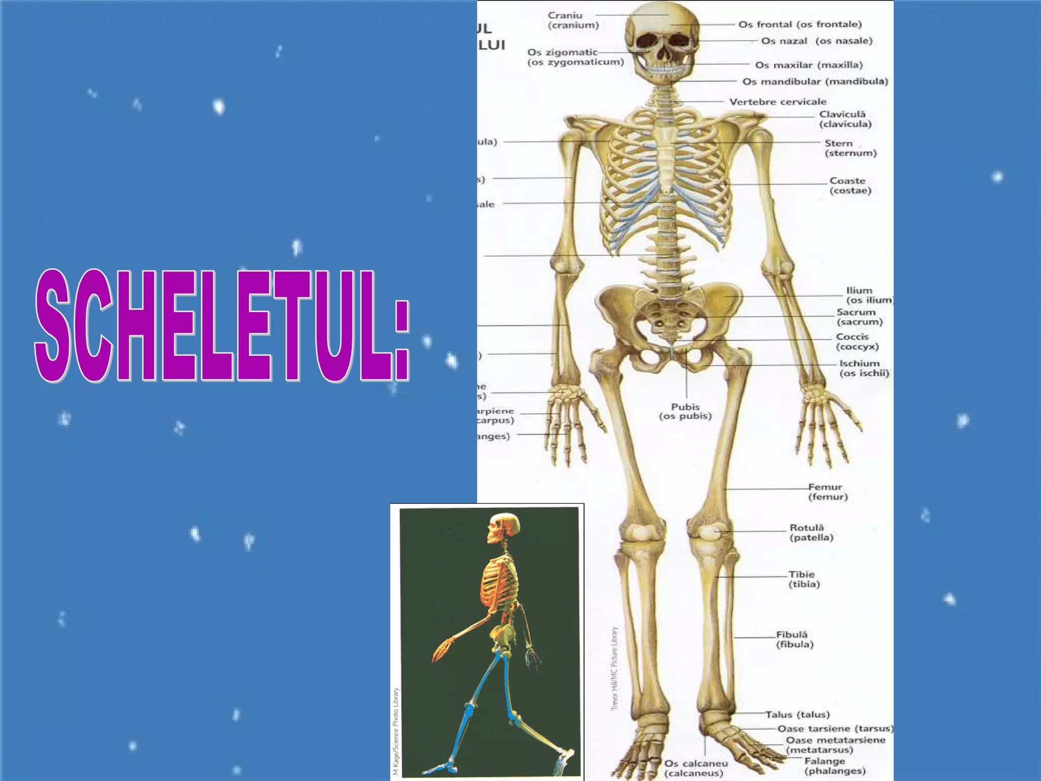 Corpul omenesc organe interne | PPT