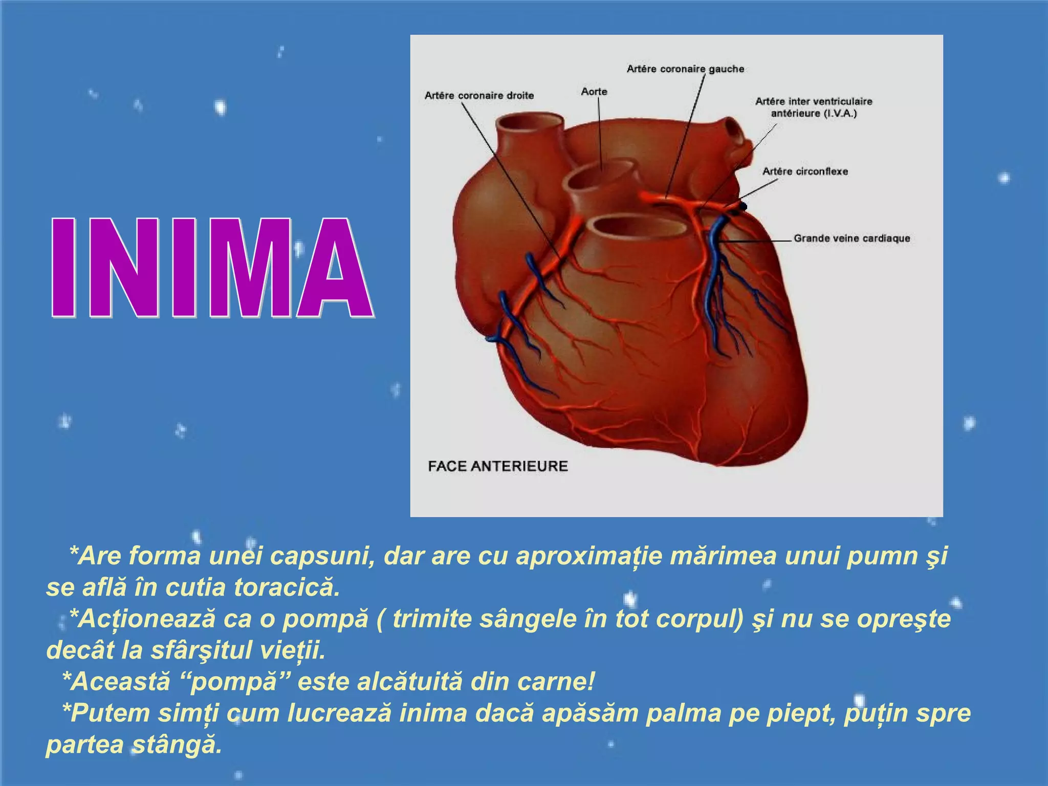 Corpul omenesc organe interne | PPT