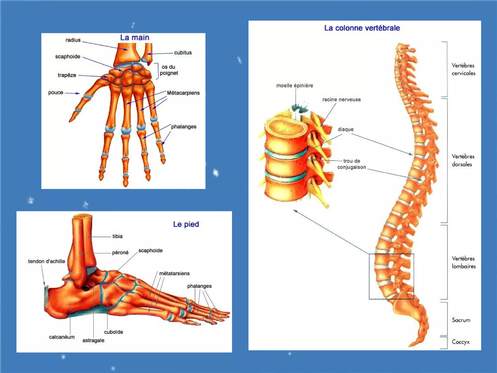 Corpul omenesc organe interne | PPT