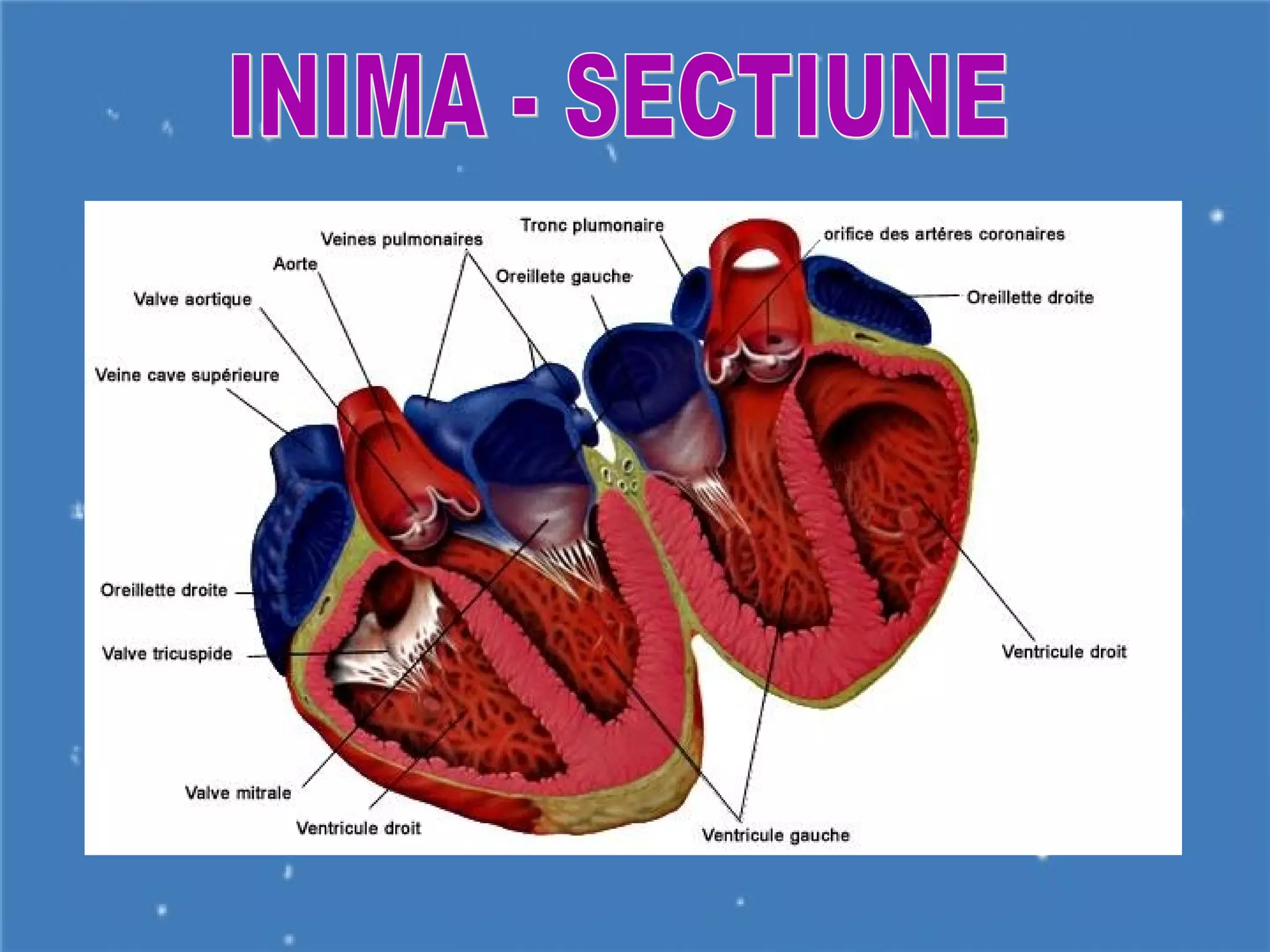 Corpul omenesc organe interne | PPT