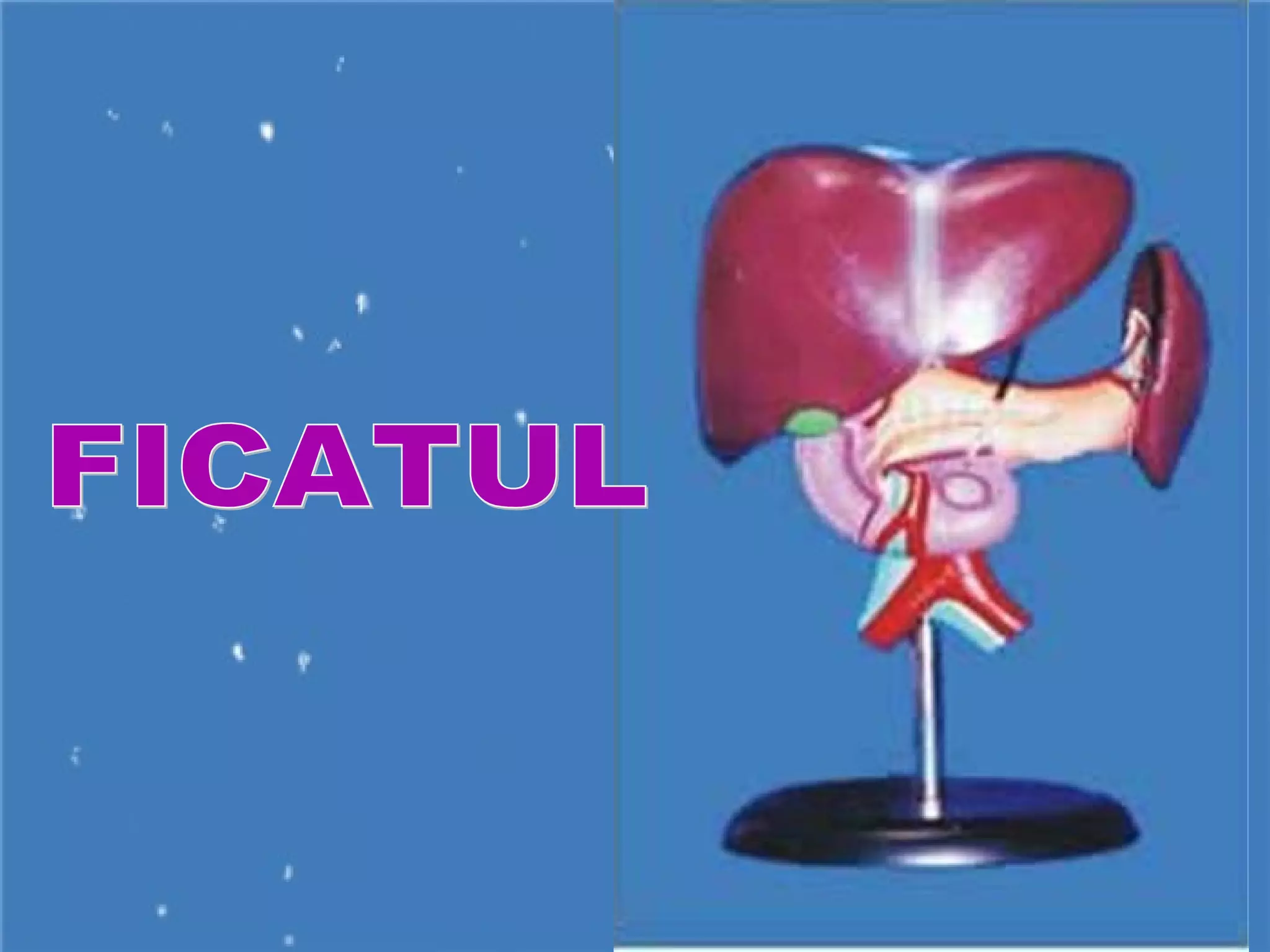 Corpul omenesc organe interne | PPT