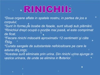 Corpul omenesc organe interne | PPT