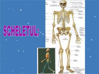 Corpul omenesc organe interne | PPT