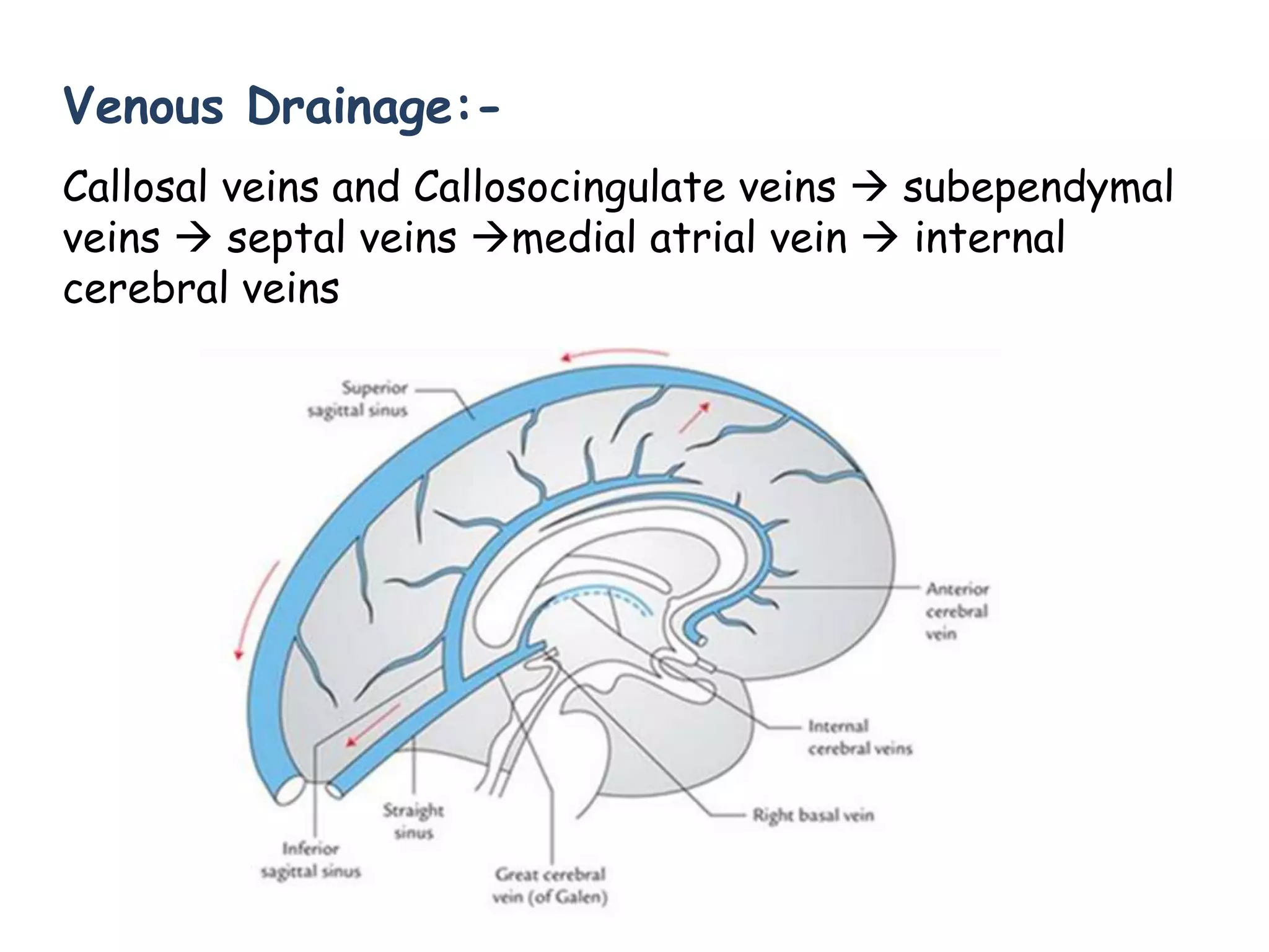 Corpus callosum | PPTX