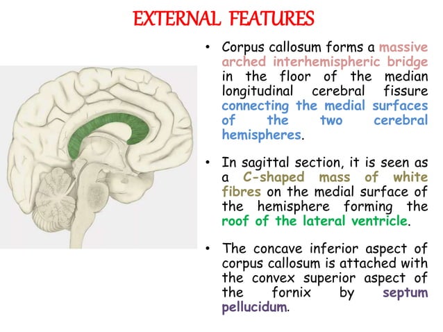 Corpus callosum | PPTX | Brain and Nervous System Disorders | Diseases ...
