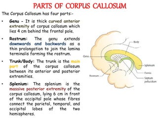 Corpus callosum | PPTX