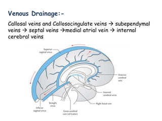 Corpus callosum | PPTX