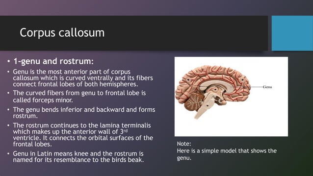 corpus callosum-drroyabasser-AMU.pdf
