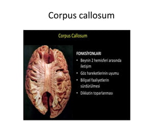 CORPUS CALLOSUM ULTRASONOGRAFİSİ DR.BAHRİ YILDIZ.pptx