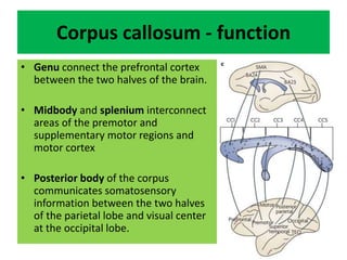 Corpus callosum with disconnection syndromes | PPT