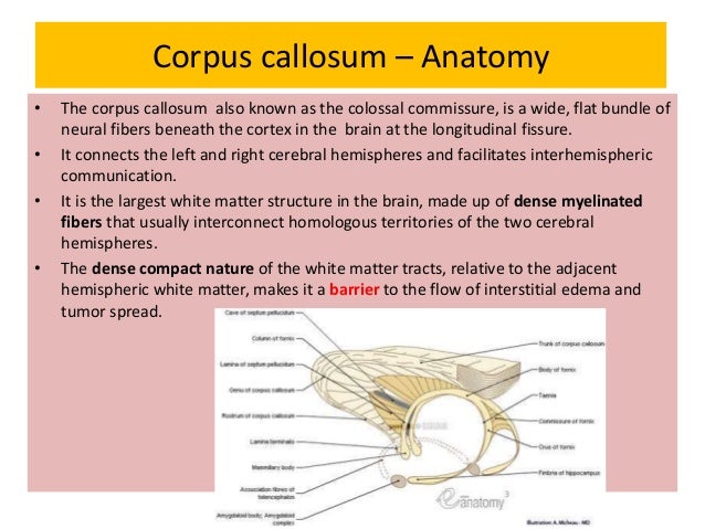 Anatomy Of The Corpus Callosum Anatomy Reading Source