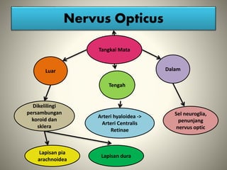 Corpus vitreum and optical nerve by syifadhila | PPTX