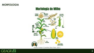 Fenologia e fisiologia da cultura do milho | PPT