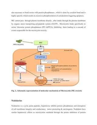Bioactive Compounds from Microalgae | PDF