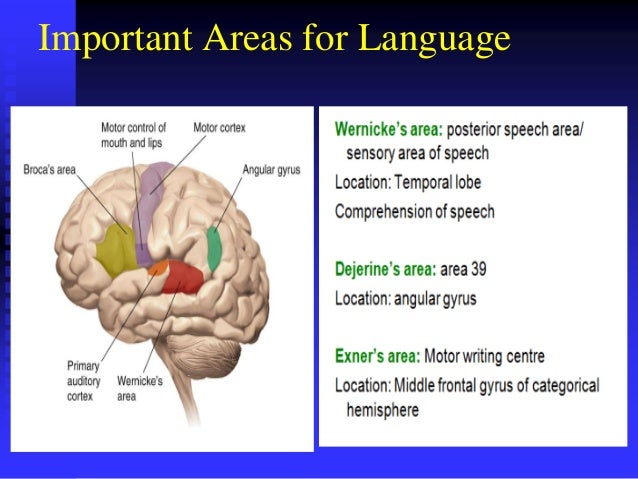 Physiology of speech