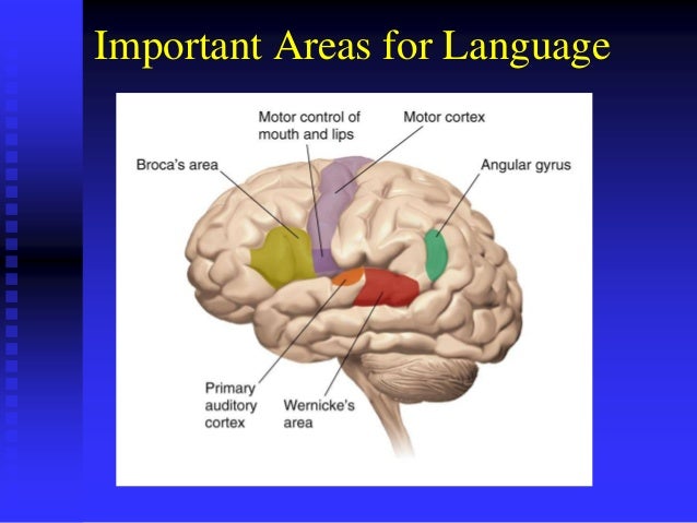 Physiology of speech