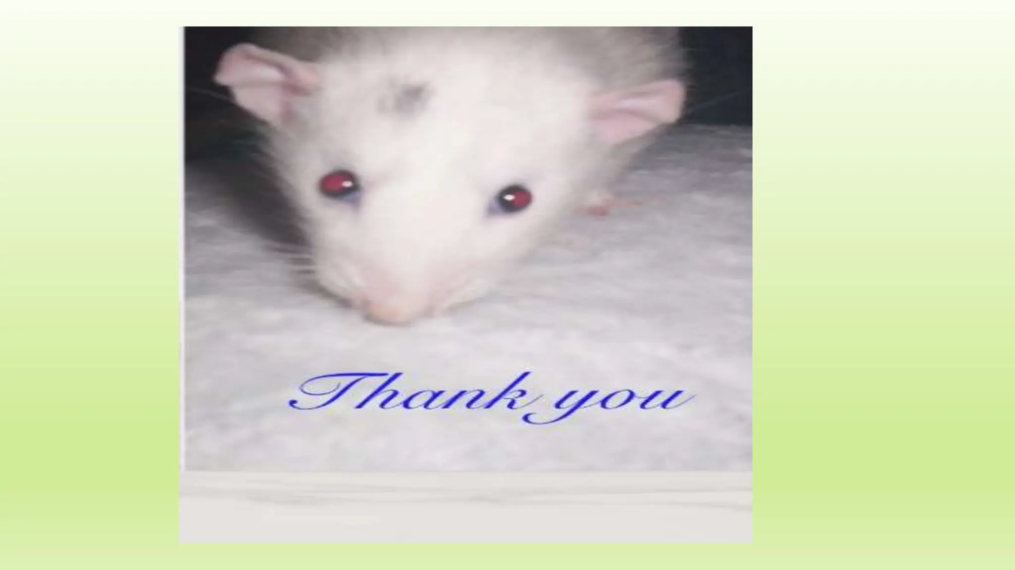 Correct handling of laboratory Rats ppt.pptx