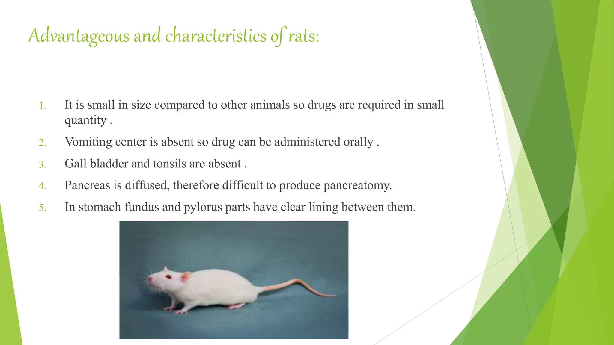 Correct handling of laboratory Rats ppt.pptx